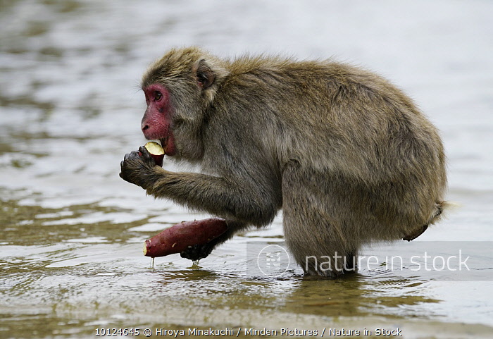 Japanese Macaque Potato Washing