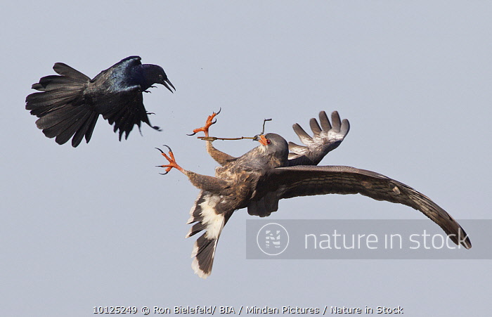 Great Tailed Grackle Flying