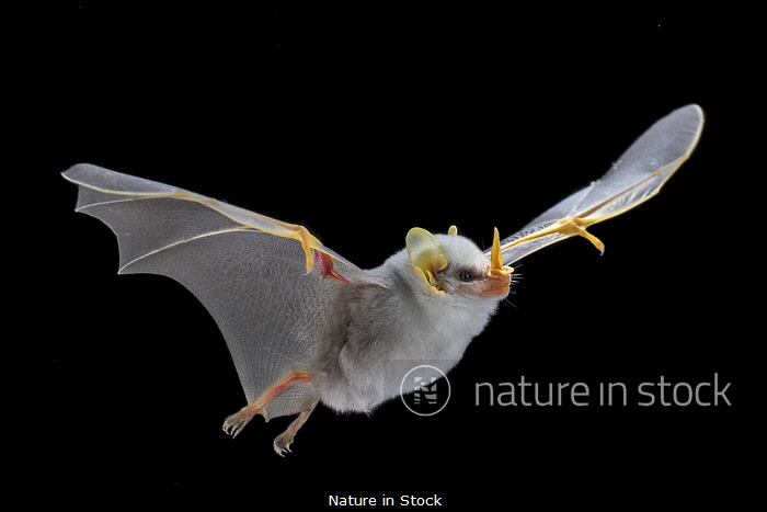 Baby Honduran White Bat