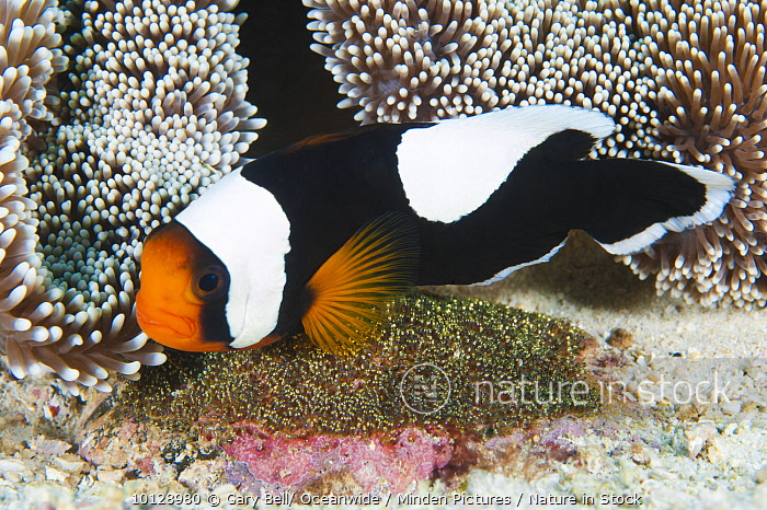 Amphiprion Polymnus