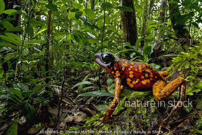 Amazon Rainforest Poison Dart Frog