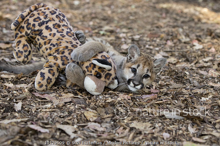 Puma Cubs Playing