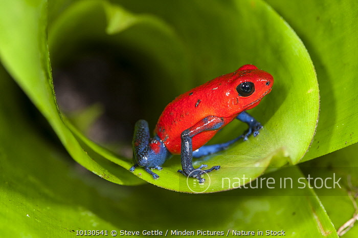 Bromeliad Frog Meet Pristimantis Normaewingae, A New Species Of Rain