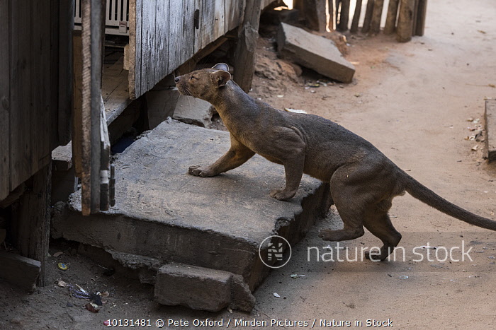Fossa Habitat Destroyed Fossa | National Geographic