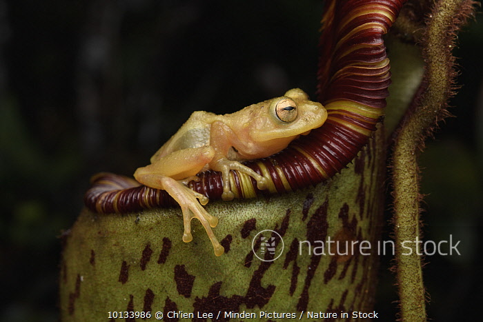 Pitcher Plant Eating Frog