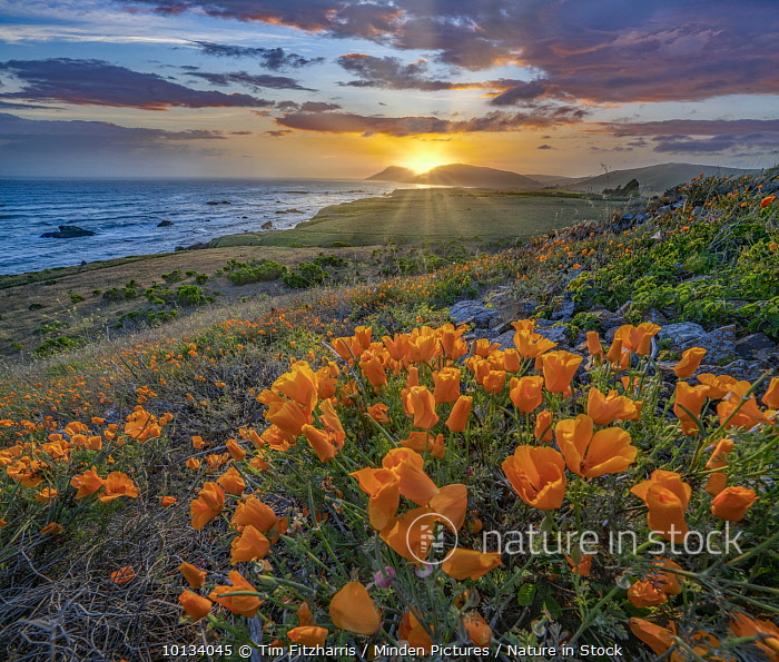 Coastal California Poppy Flower California Poppy Flowers Along A