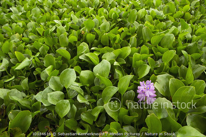 Water Hyacinth Invasive