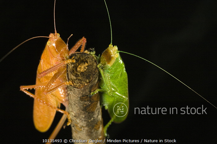 Nature in Stock