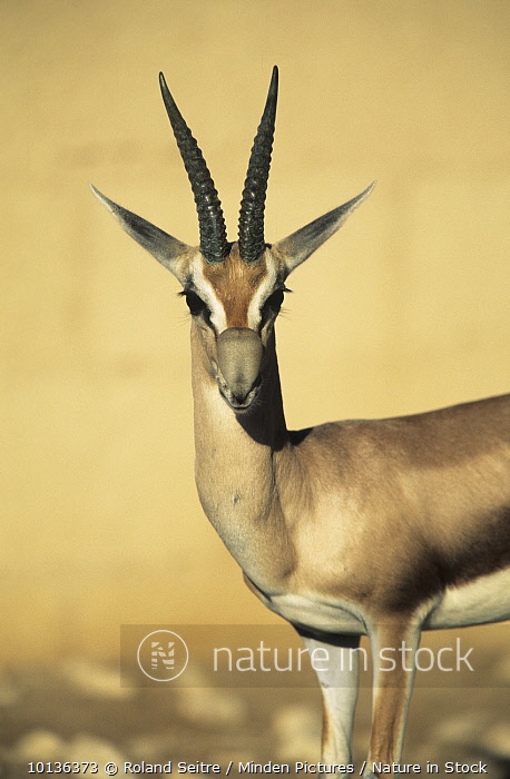 Gazelle Animal Face