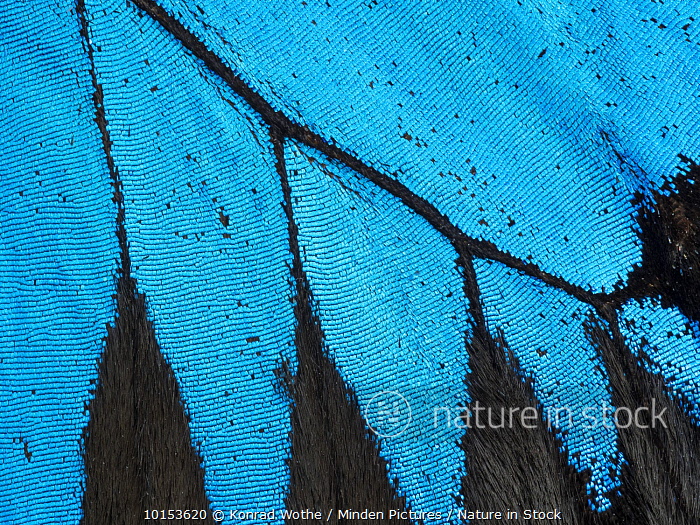 Nature In Stock