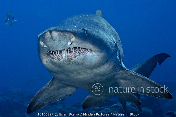 Female Nurse Shark Australia's Top Locations To Dive With Grey Nurse