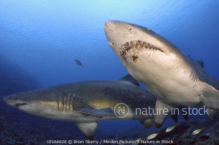 Female Nurse Shark Australia's Top Locations To Dive With Grey Nurse