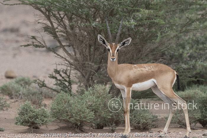 Dorcas Gazelle
