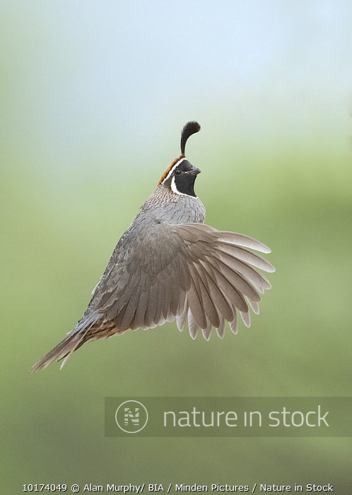 Quail Flying Quail Flying Images – Browse 14,600 Stock Photos,