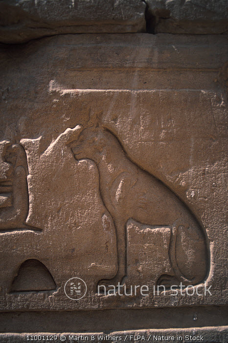 Plants Hieroglyphics Ancient Egyptian Hieroglyph..." By Stig Alenäs