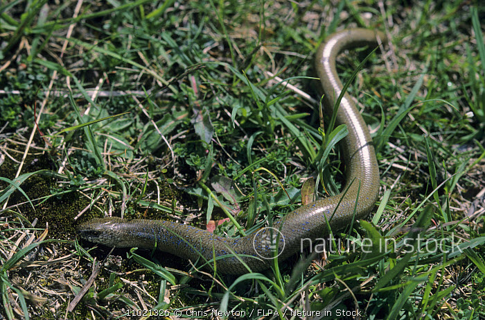 Blue Legless Lizard