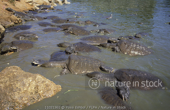 Nile River Turtles Nile Soft Shelled Turtle Stock Photos Free