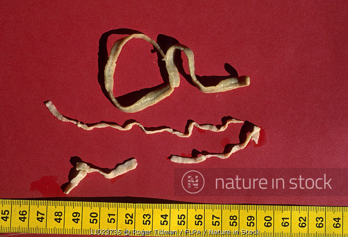 Nature in Stock