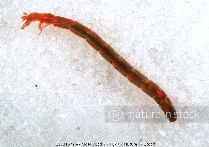 Chironomidae Larvae Bromeliad Larvae Chironomid Sp I (segmented