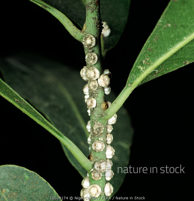 White Wax White Powder Polyethylene Wax Ope Wax 105 PE Wax,