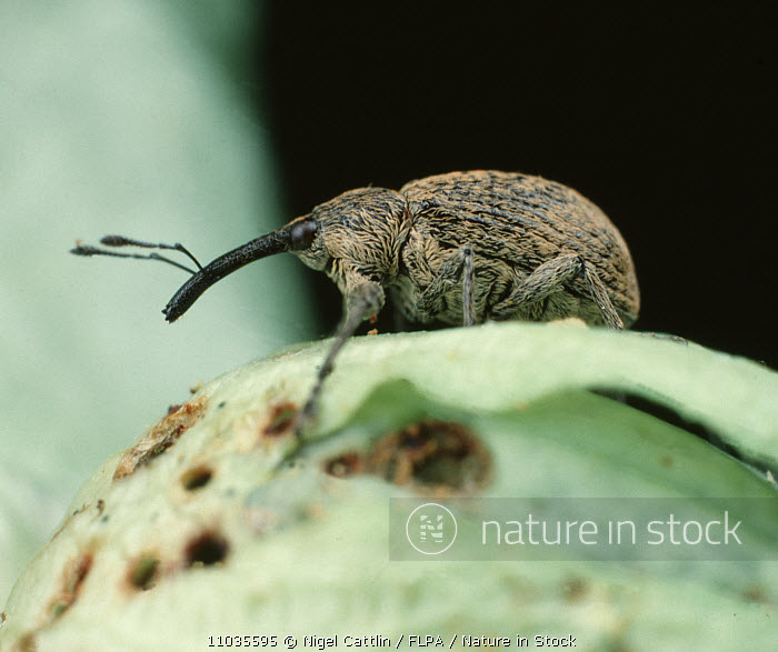 Cotton Boll Weevil