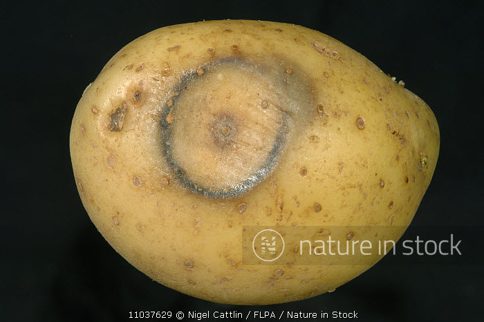 Nature in Stock