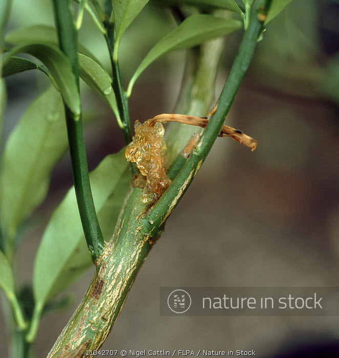 Nature in Stock