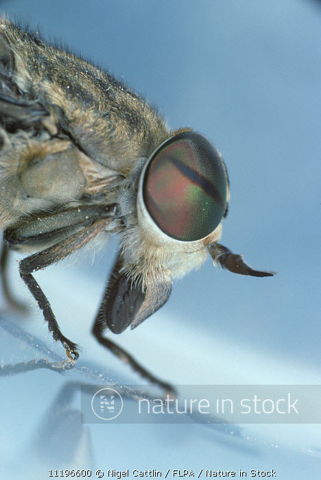 Tabanidae Mouthparts Horsefly (Tabanidae) — EcoSpark