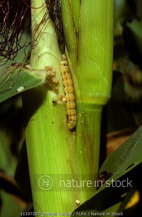 American Bollworm