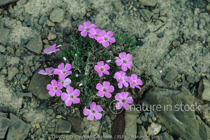 Arctic Tundra Spring