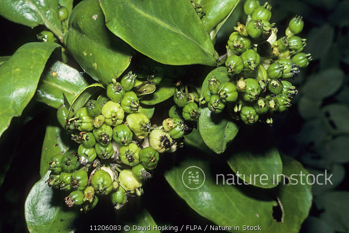Nature in Stock