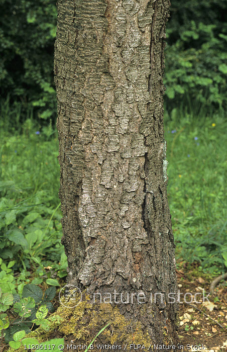 Prunus Serotina Bark Plant Black Cherry Trees For The Birds And Bees