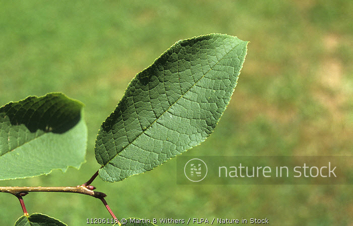 Prunus Padus Leaf