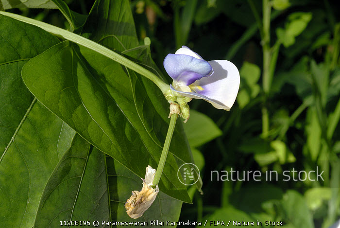 Cowpea Flower