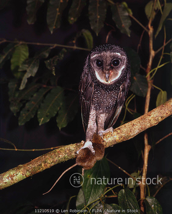 Greater Sooty Owl Size