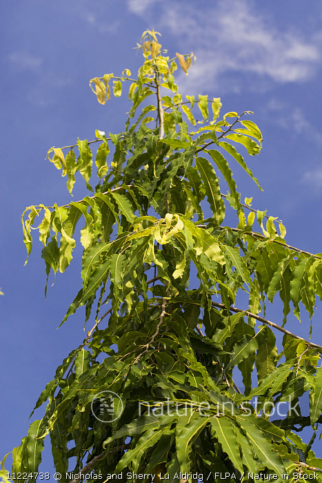Polyalthia Longifolia