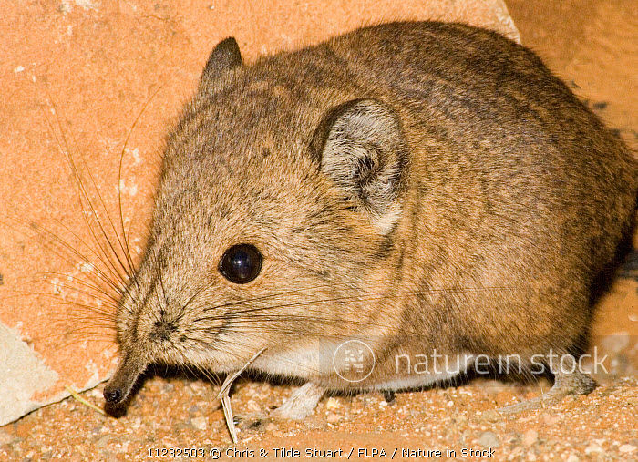 Short Eared Elephant Shrew