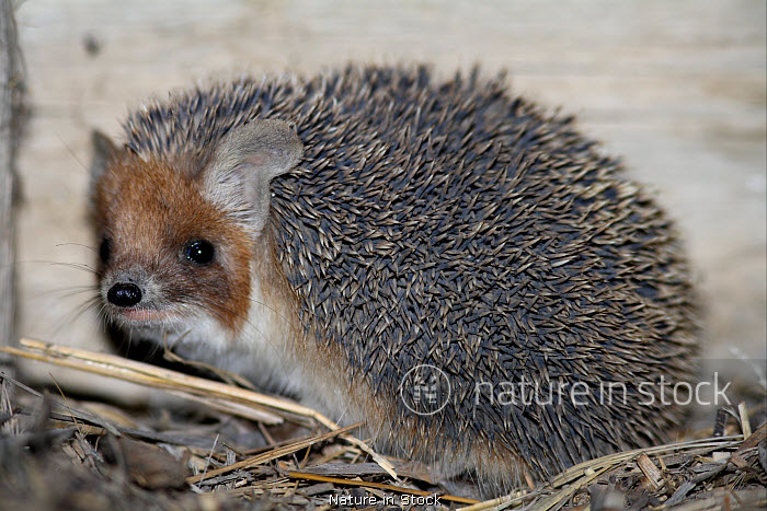 Long Eared Hedgehog Long Eared Hedgehog Photos, Long Eared Hedgehog