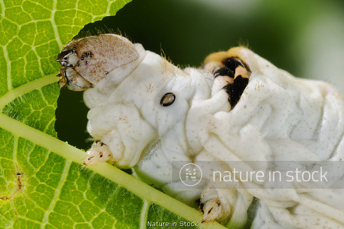 Bombyx Mori Silkworm