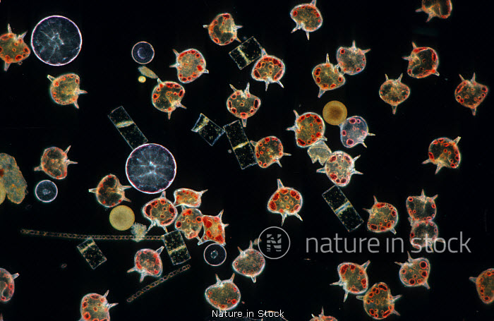 Dinoflagellates Peridinium
