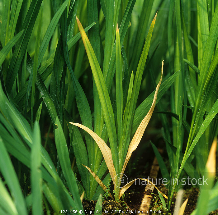 Nature in Stock