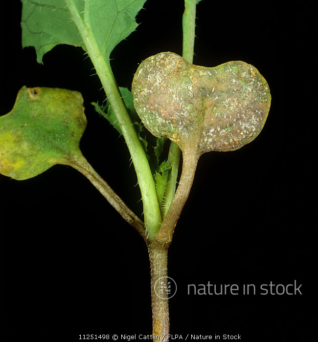 Peronospora Parasitica