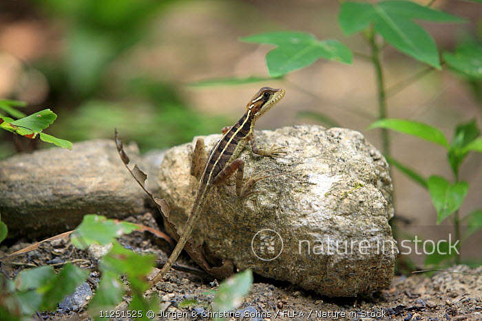 Nature in Stock