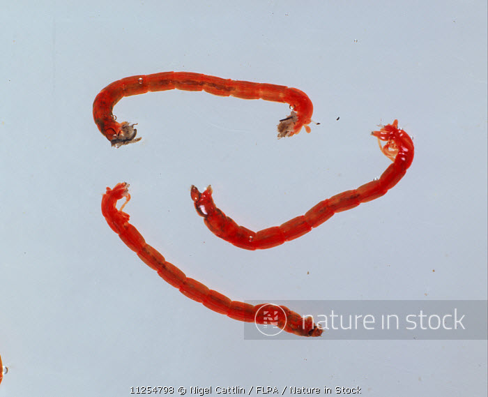 Chironomidae Larvae