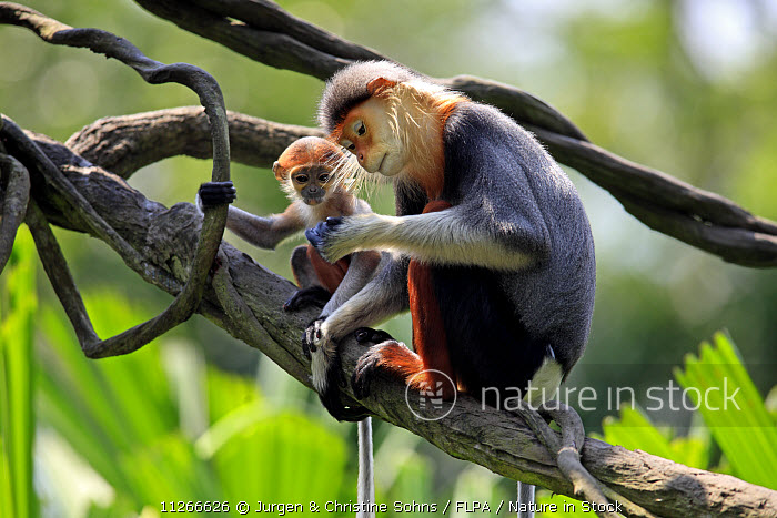 Douc Langur Monkey
