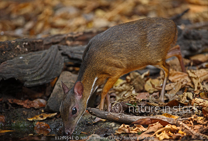 Lesser Deer Mouse