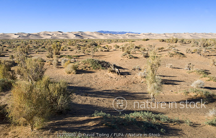 Plants In The Gobi Desert