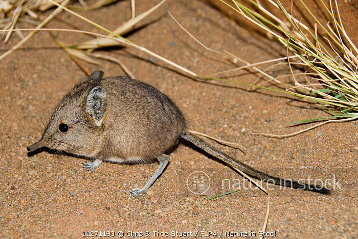 Short Eared Elephant Shrew