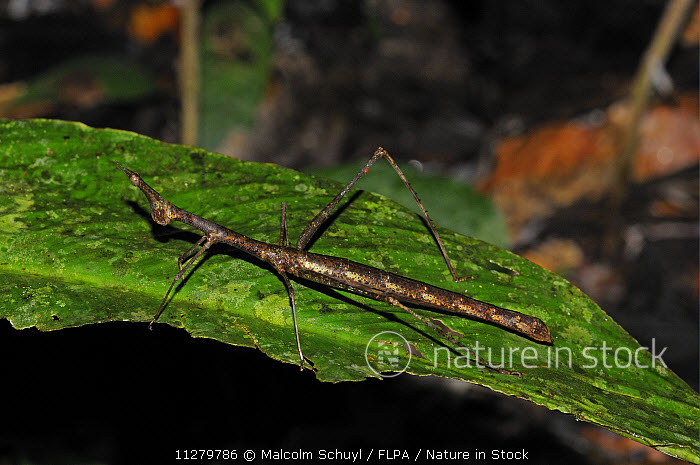 Amazonian Giant Stick Bug