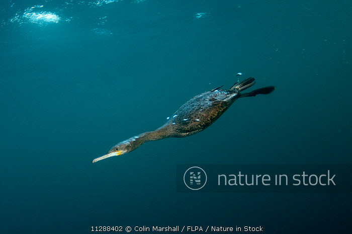 Cormorant Diving